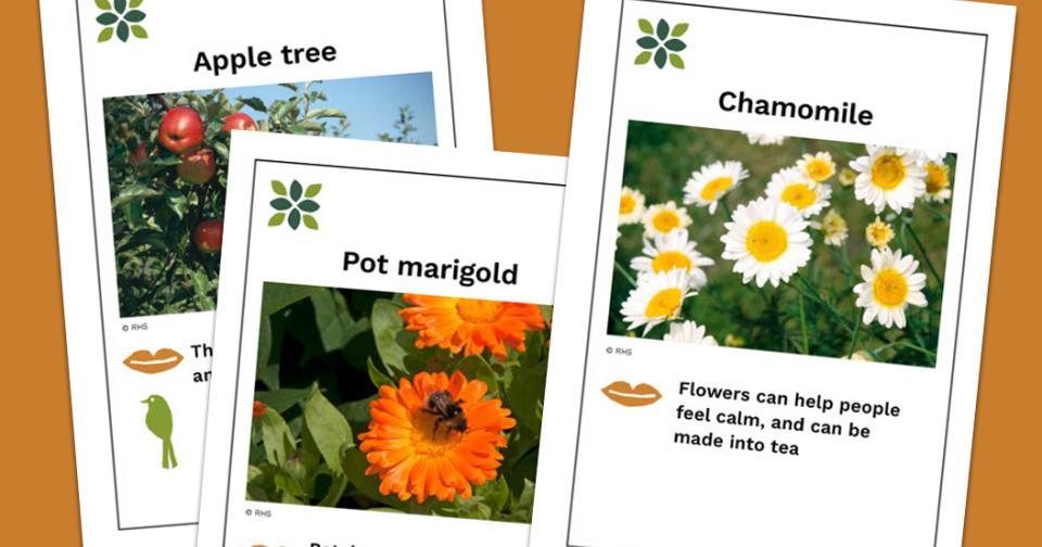 Plants and their jobs | Education Nature Park