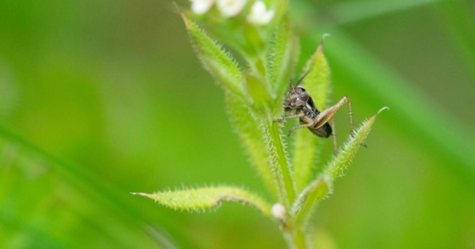 Exploring data: Bugs on plants | Education Nature Park