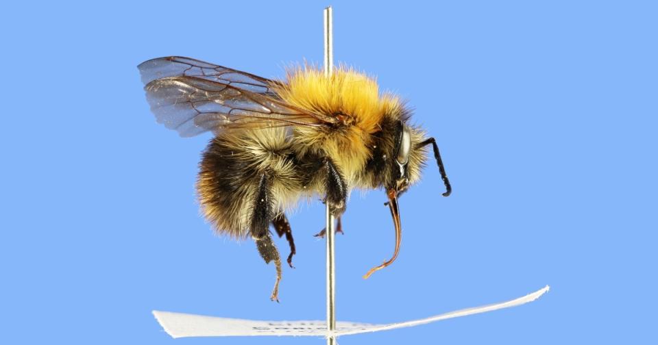 What is a bumblebee? | Education Nature Park